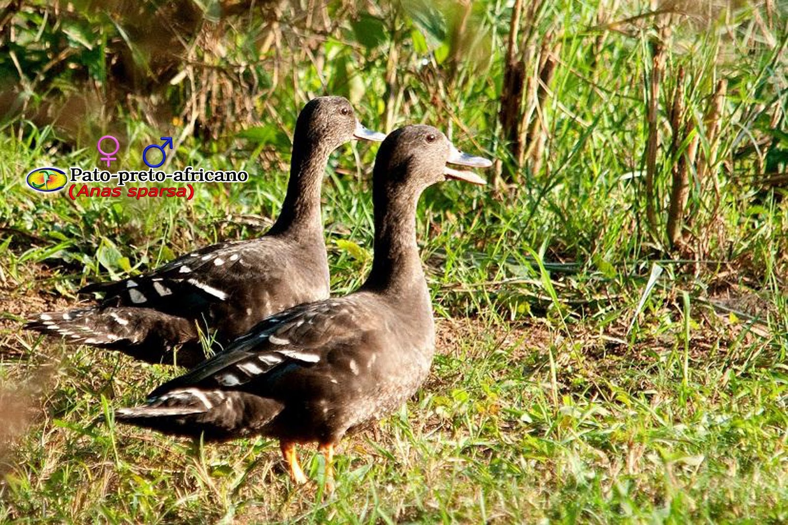 ORNITOLOGIA: Pato-preto-africano (Anas sparsa)